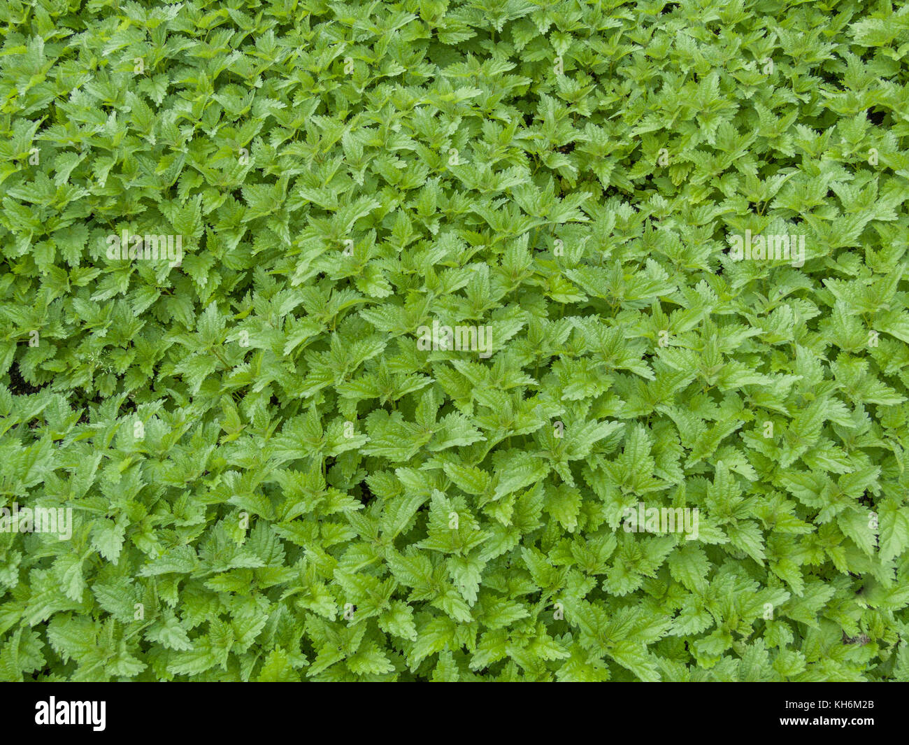 Common Stinging Nettle / Urtica dioica. Used as foraged wild vegetable ...