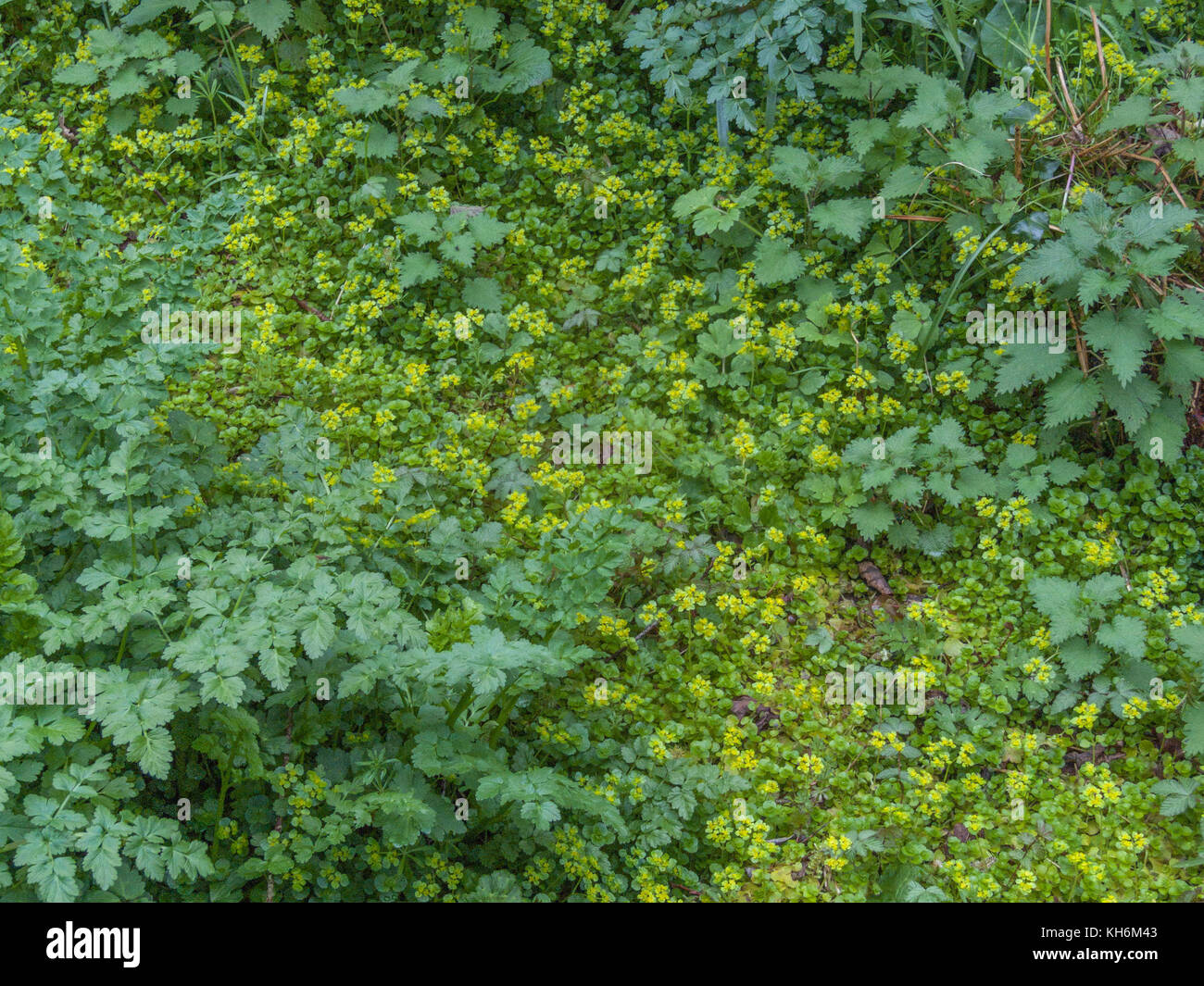 Opposite leaved golden saxifraga hi-res stock photography and images ...