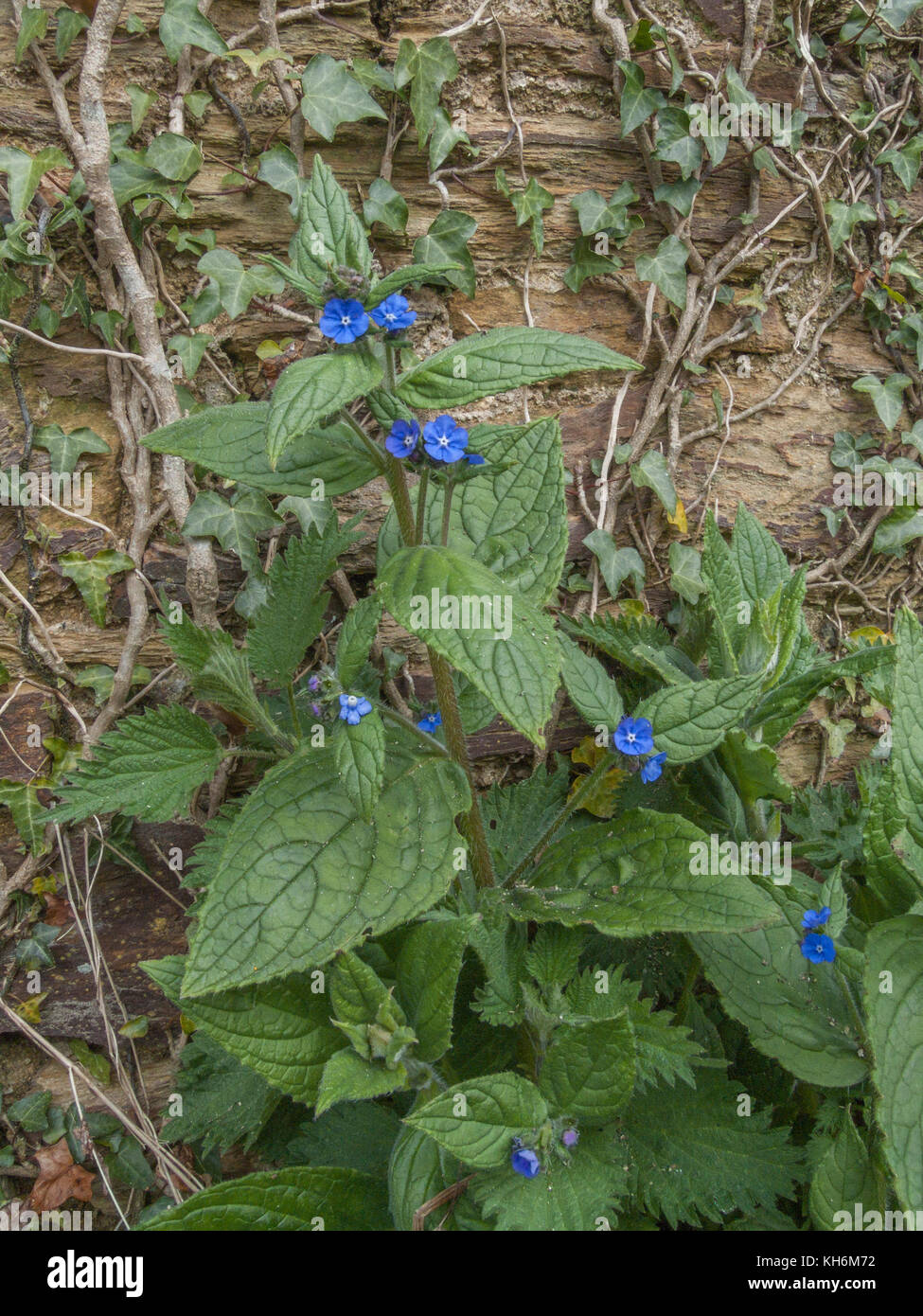 Alkanet by wall hi-res stock photography and images - Alamy