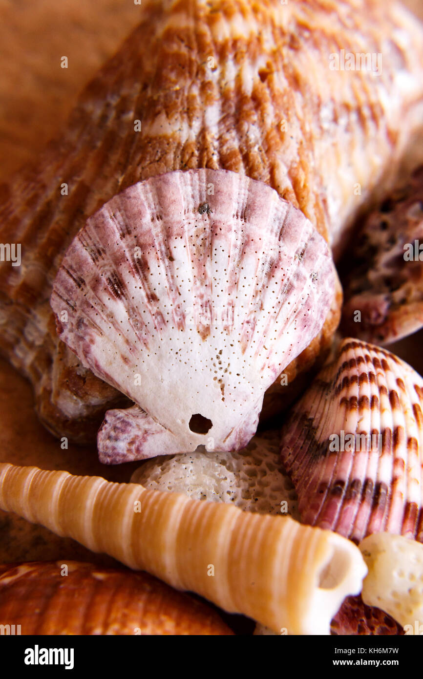 Colorful seashells hi-res stock photography and images - Alamy