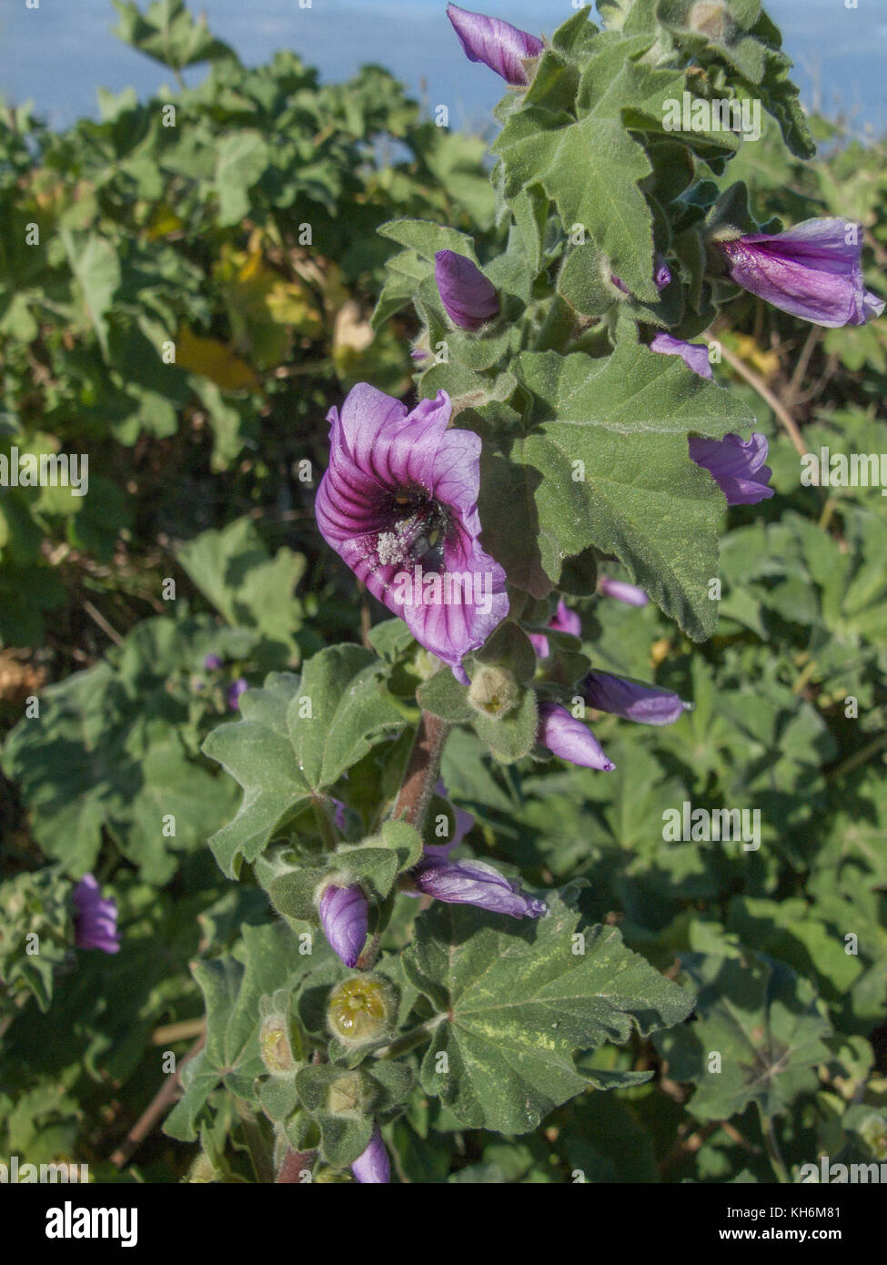 Example of Tree Mallow / Lavatera arborea growing near the coastline of ...