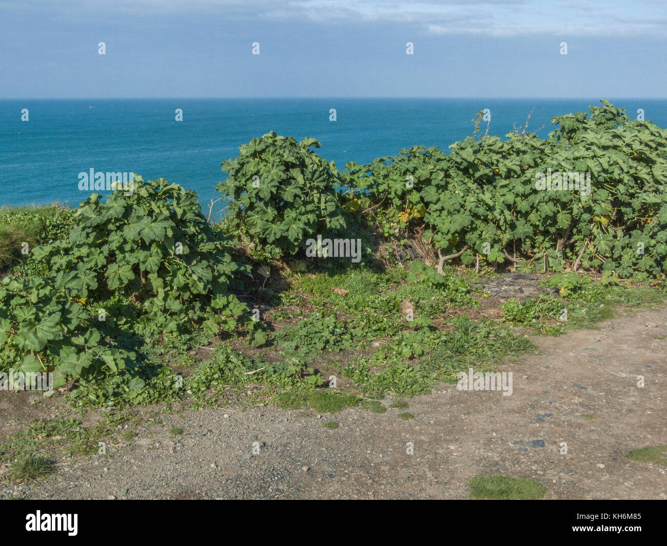 Example of Tree Mallow / Lavatera arborea growing near the coastline of ...