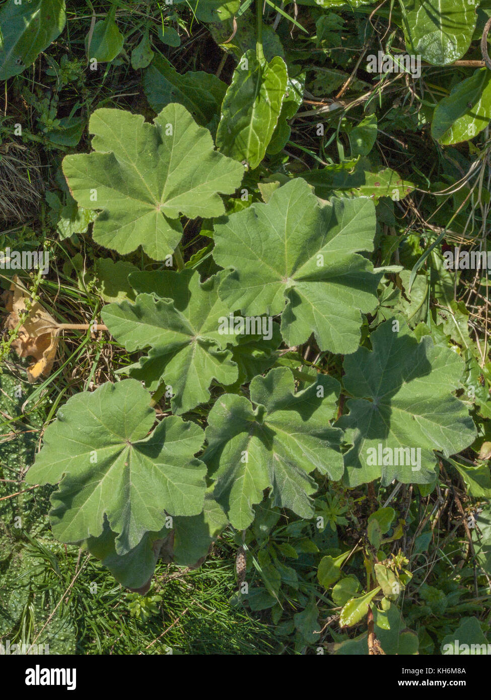 Tree mallow seaside hi-res stock photography and images - Alamy