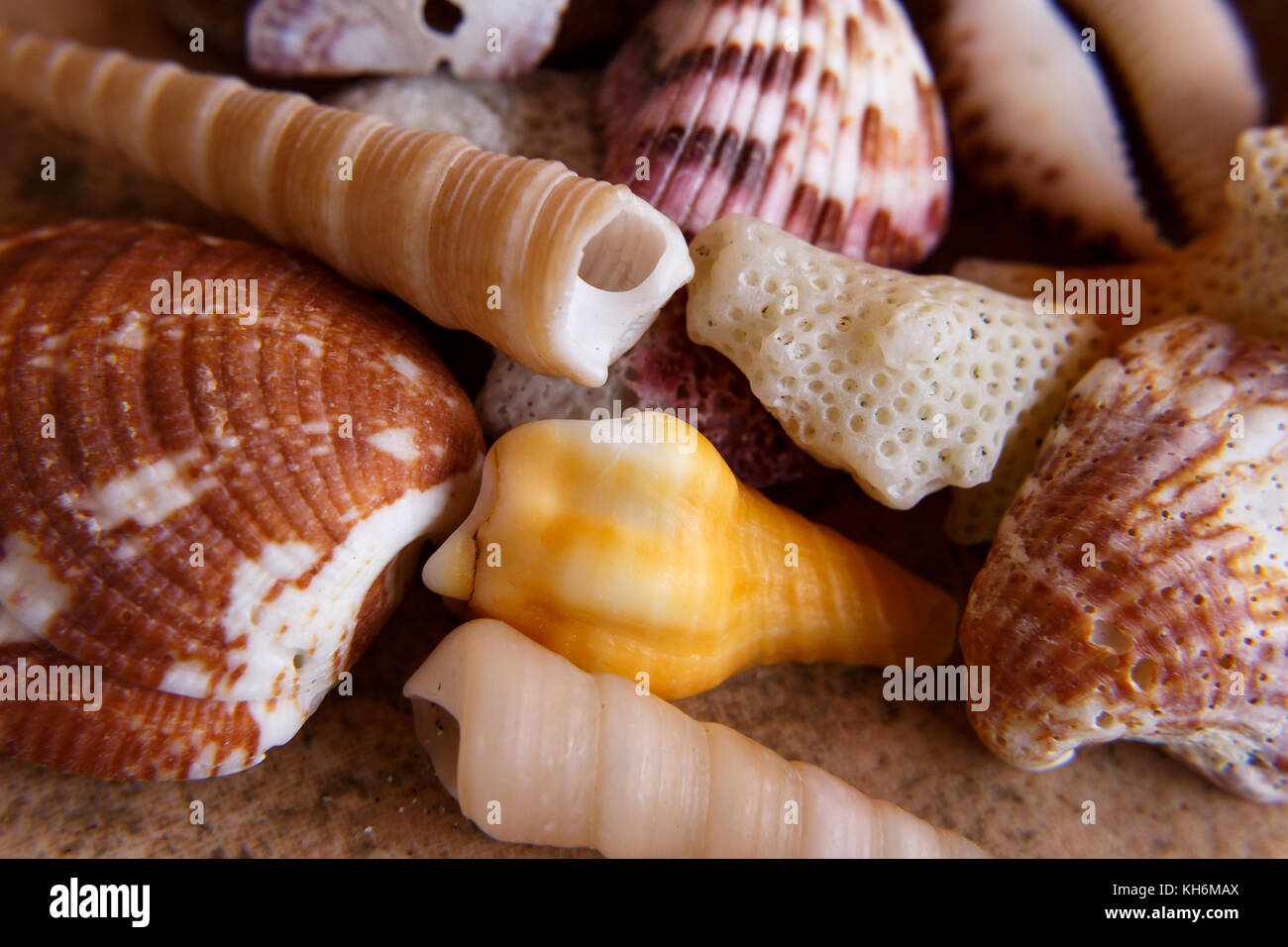 Colorful seashells hi-res stock photography and images - Alamy