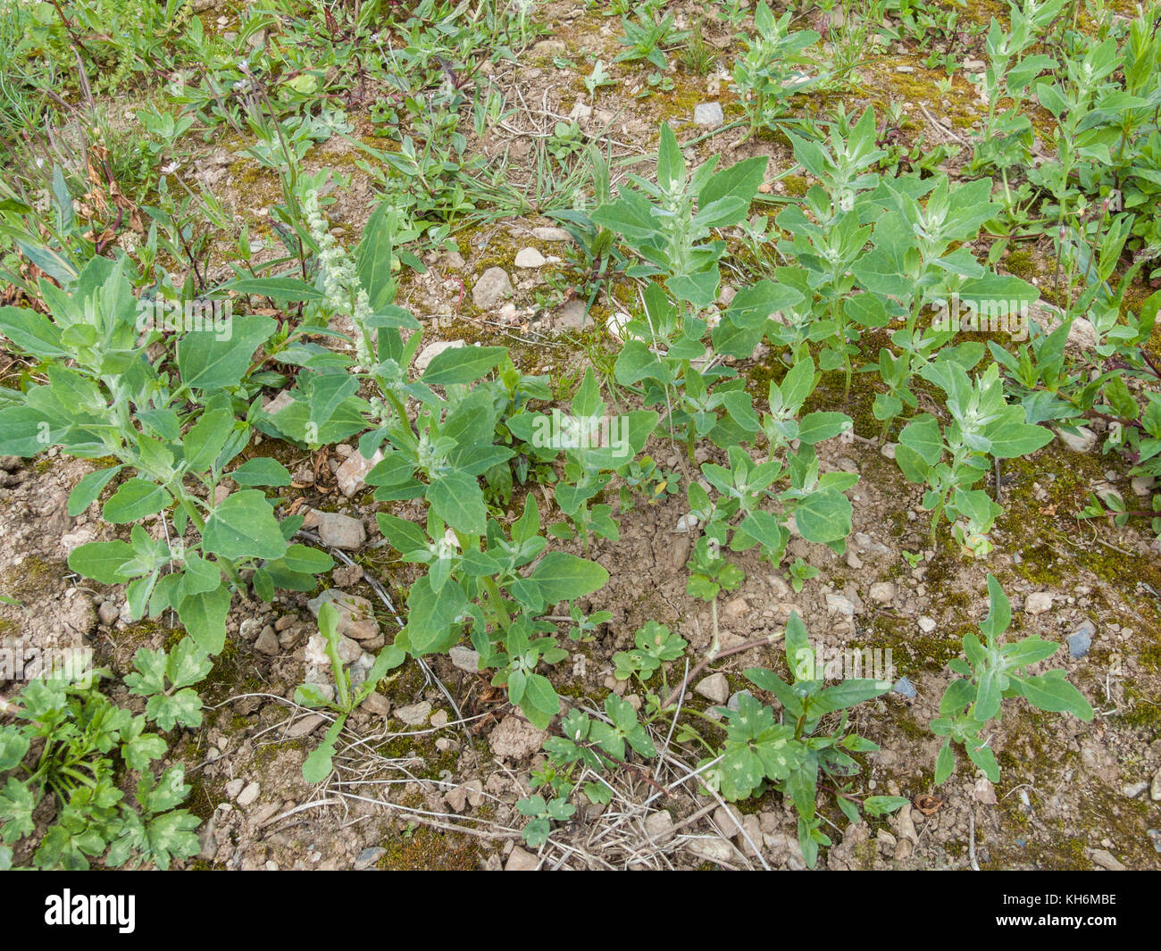 Leaves of Fat-Hen, White Goosefoot / Chenopodium album - a weed that is ...