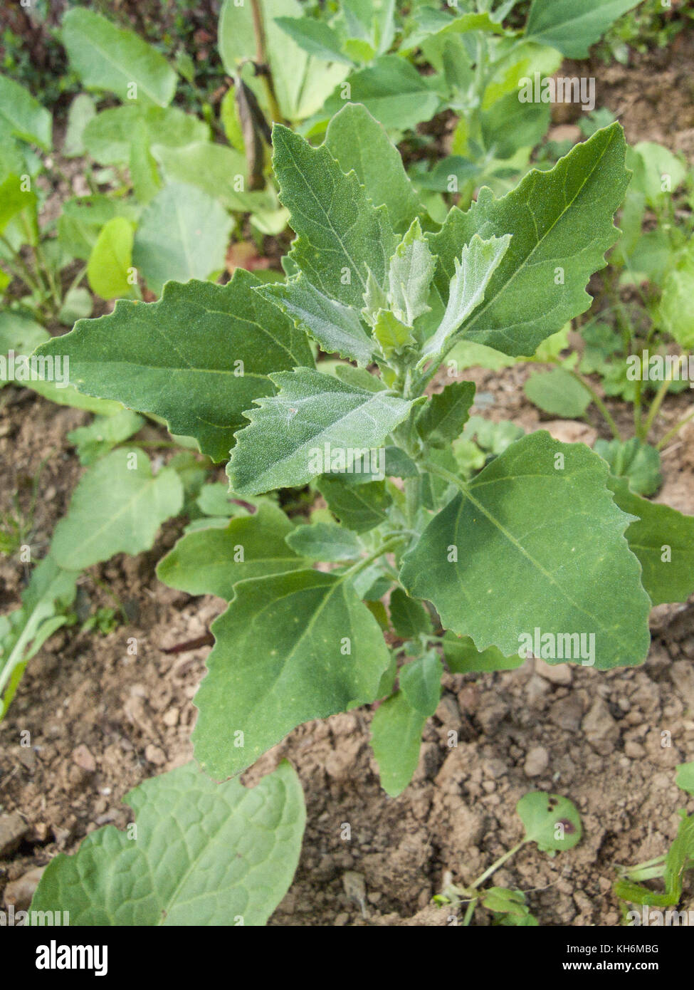 Leaves of Fat-Hen, White Goosefoot / Chenopodium album - a weed that is ...