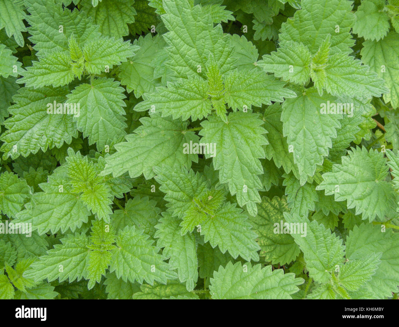 Common Stinging Nettle / Urtica dioica. Used as foraged wild vegetable ...