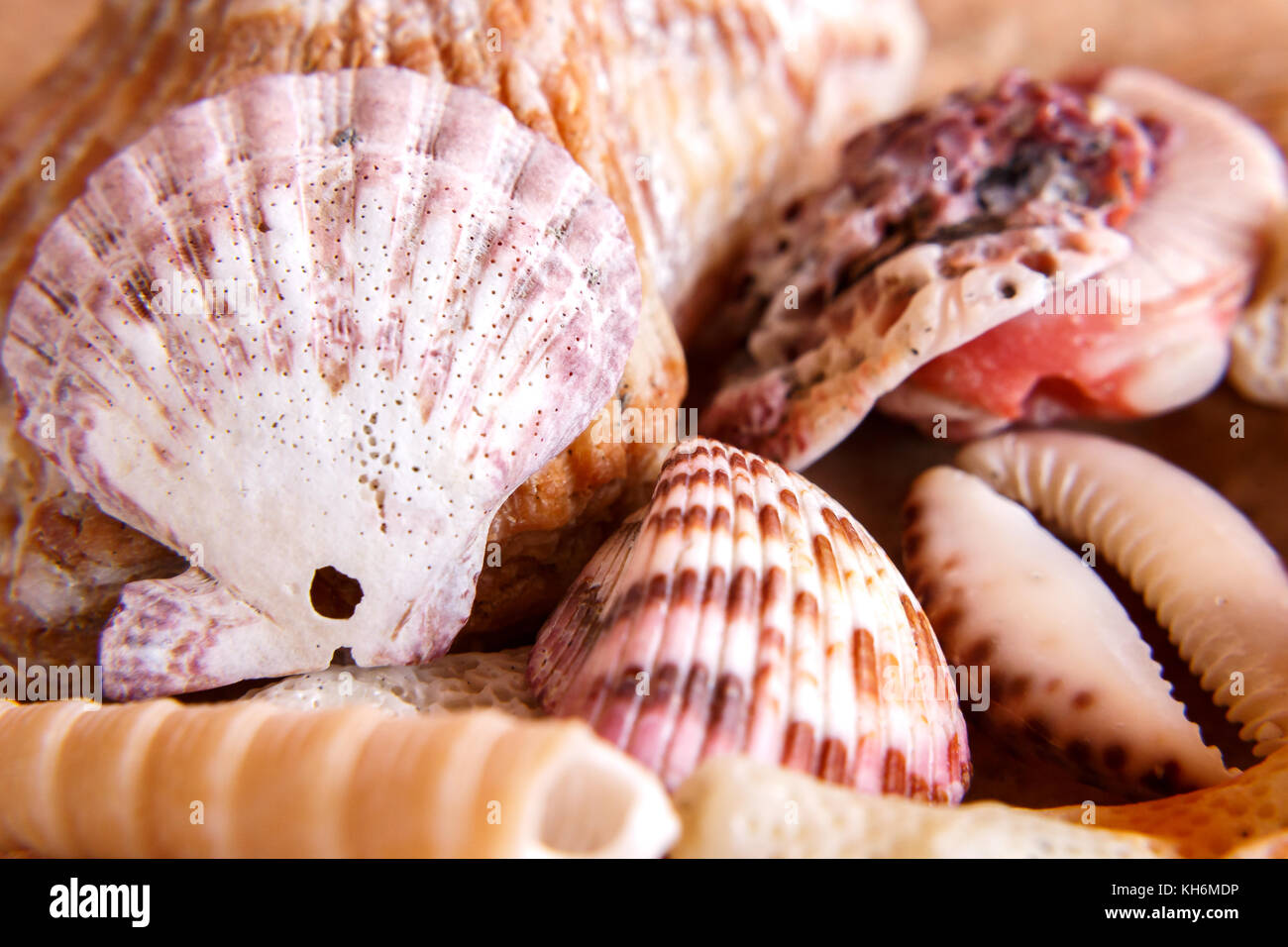 Macro closeup shot of colorful seashells Stock Photo - Alamy