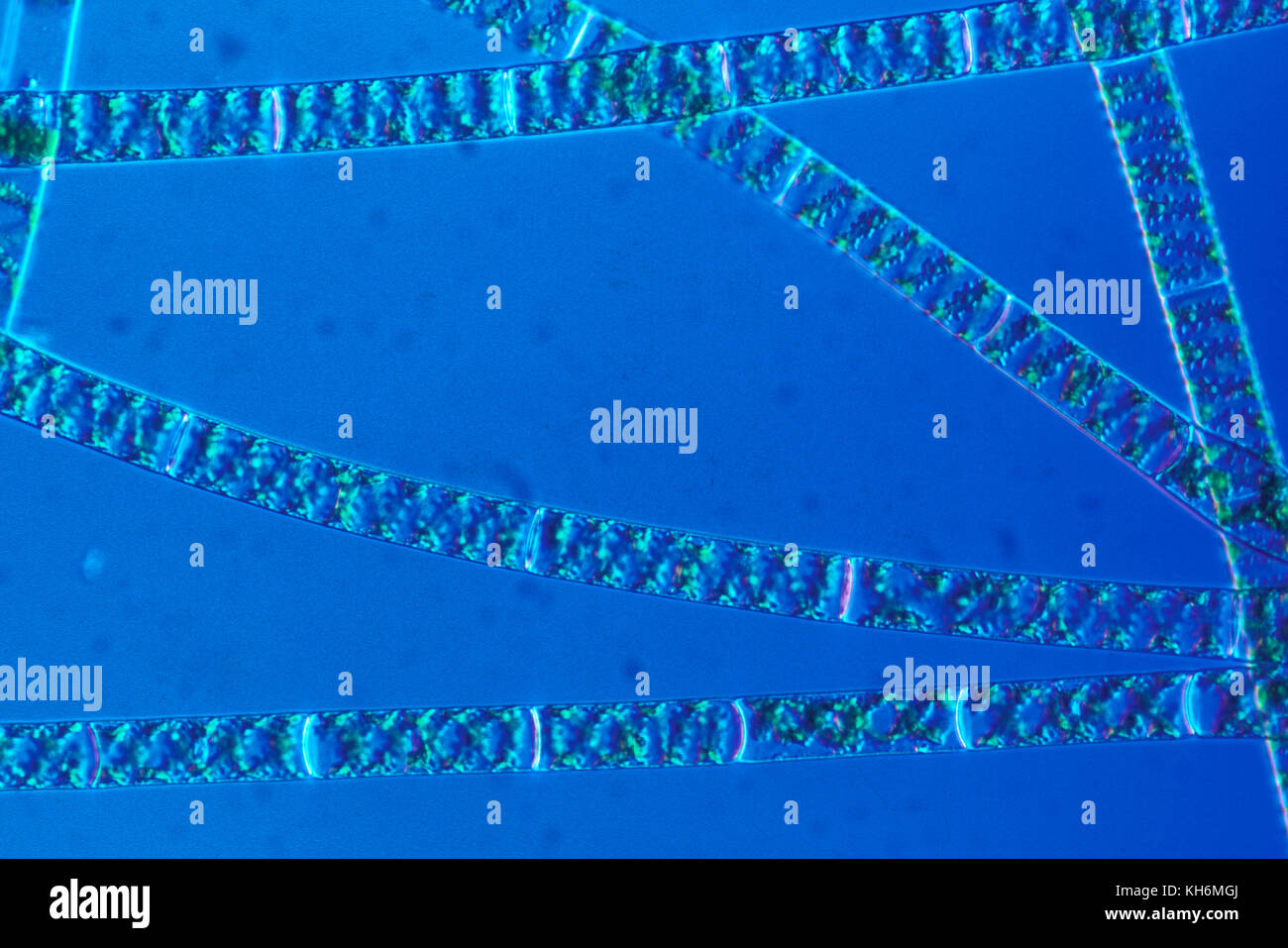 Spirogyra magnified 100X Stock Photo - Alamy