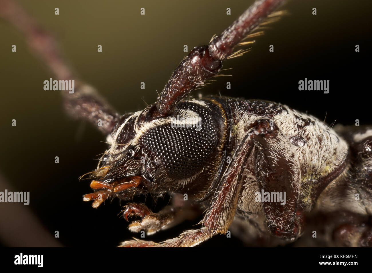 Longhorn Beetle Eye Stock Photos & Longhorn Beetle Eye Stock Images - Alamy