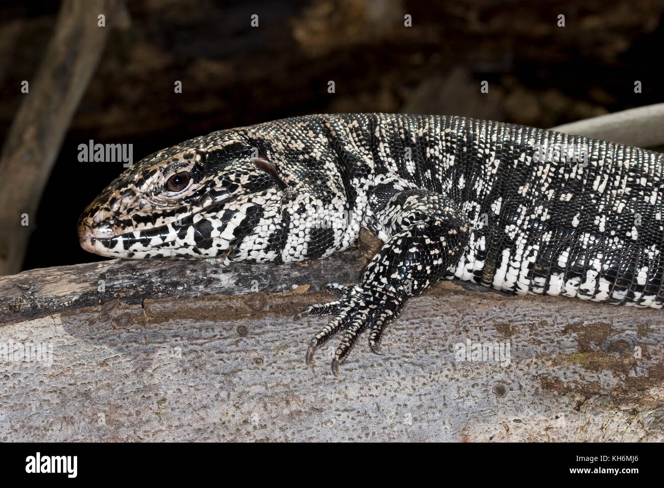 Caiman lizard, Dracaena guianensis. South America Stock Photo - Alamy