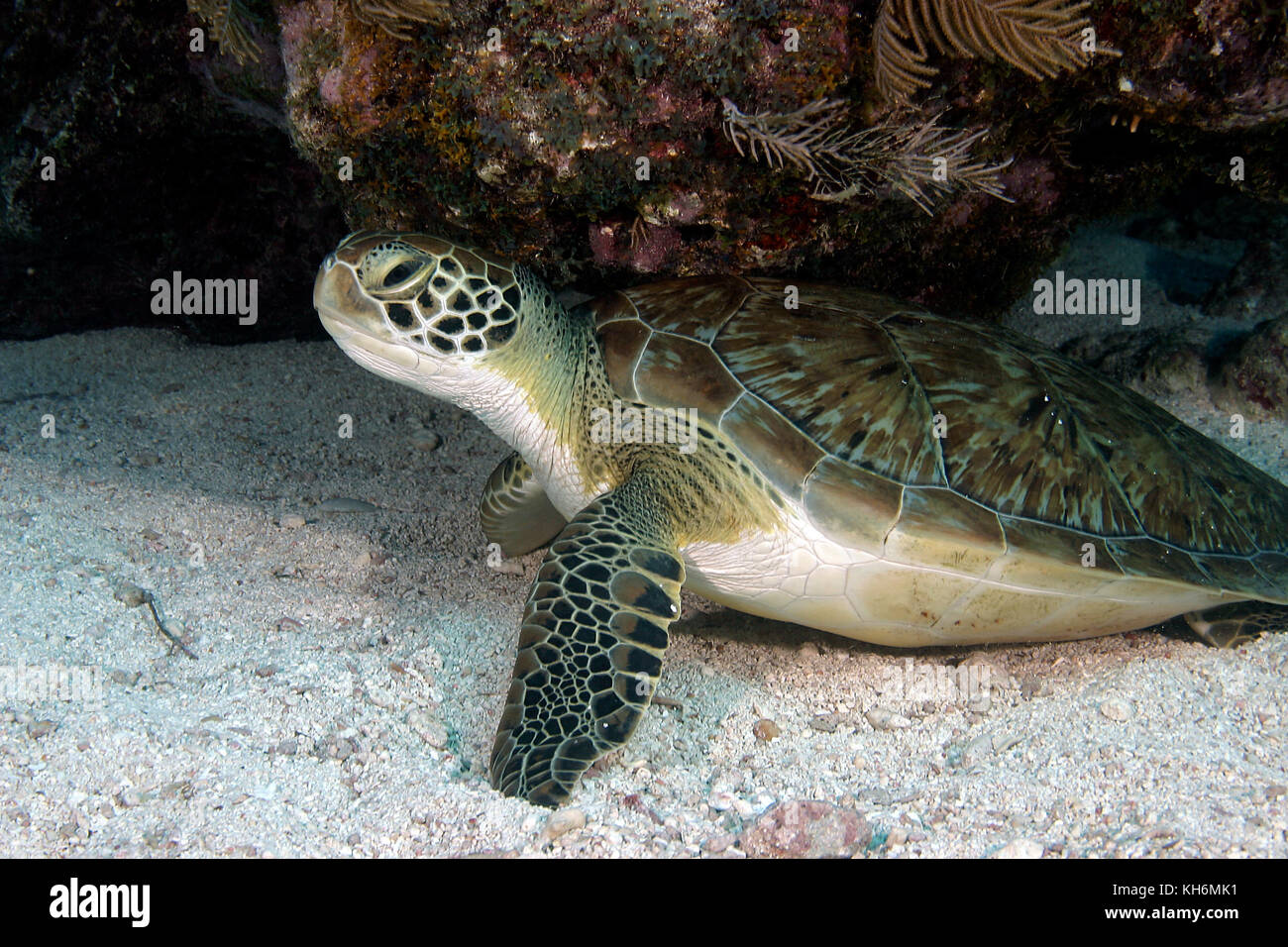 Green Sea Turtle in the Florida Keys National Marine Sanctuary off Key ...