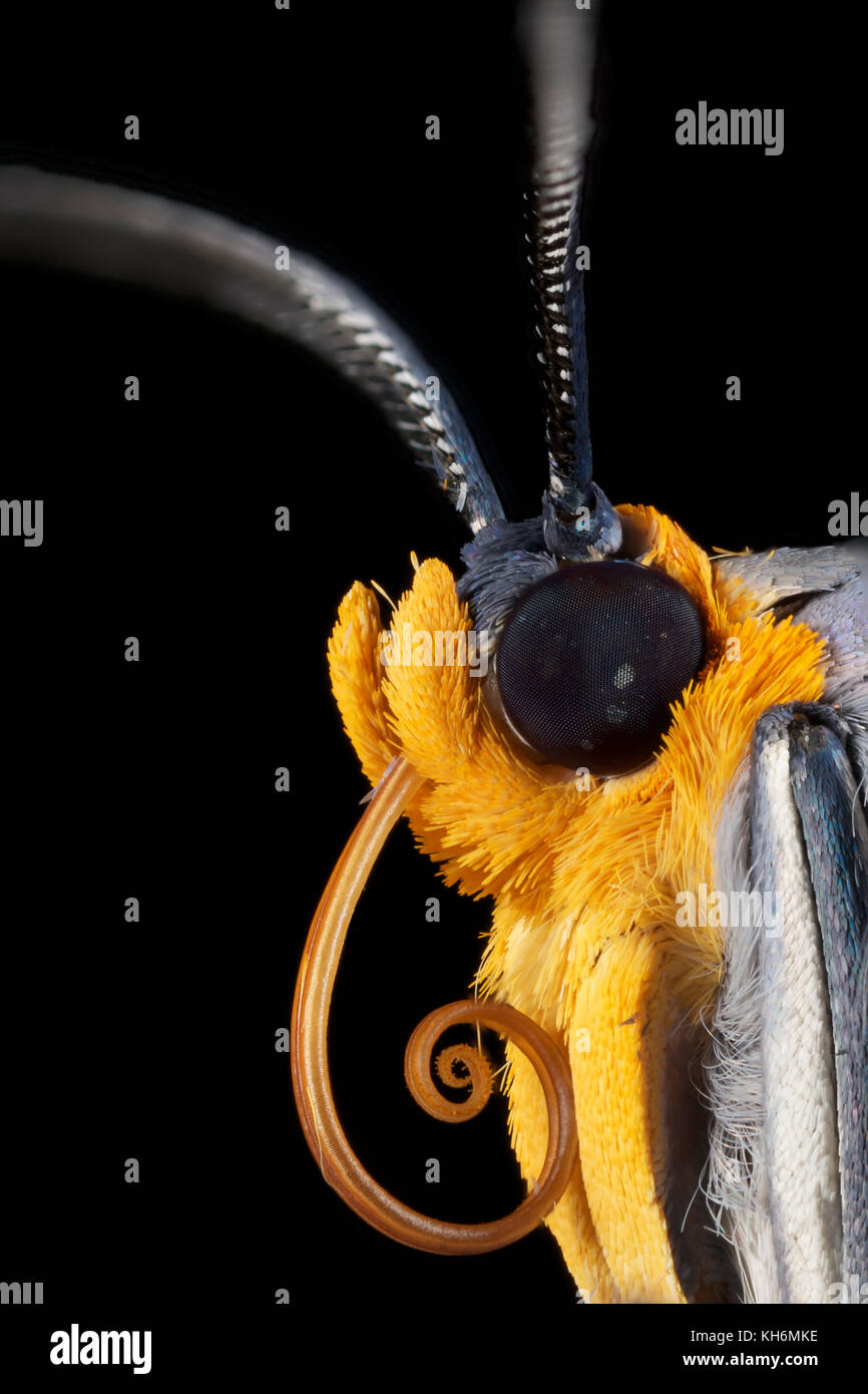 Probiscis hi-res stock photography and images - Alamy