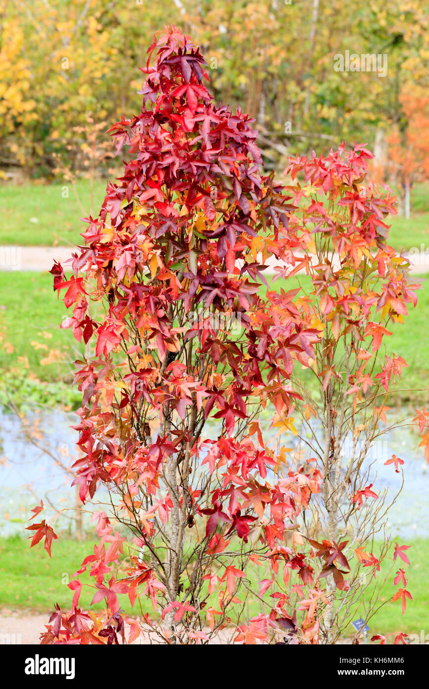 Liquidambar styraciflua autumn hi-res stock photography and images - Alamy