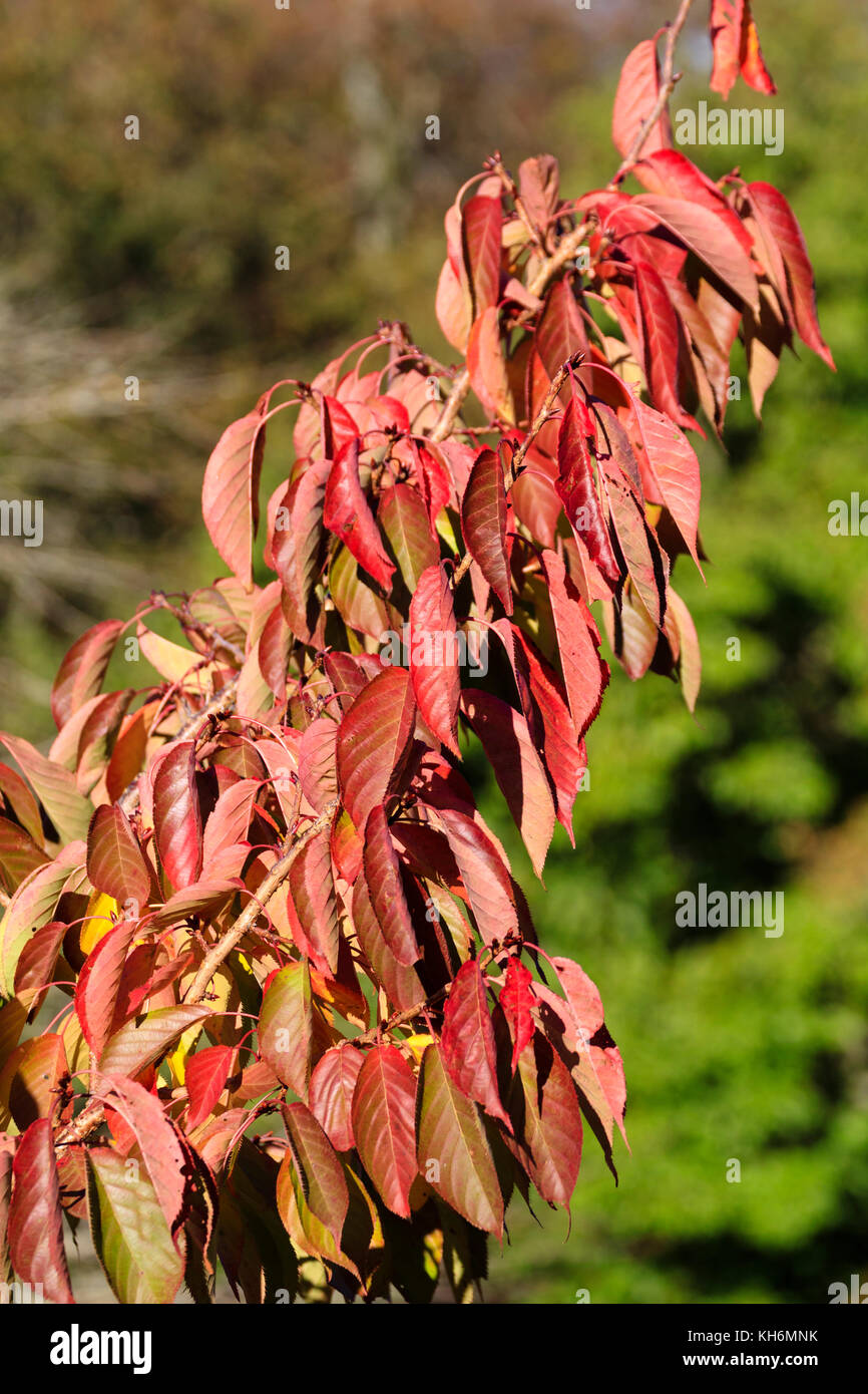 Red autumn foliage of the Great White Cherry, Prunus 'Tai Haku' Stock ...