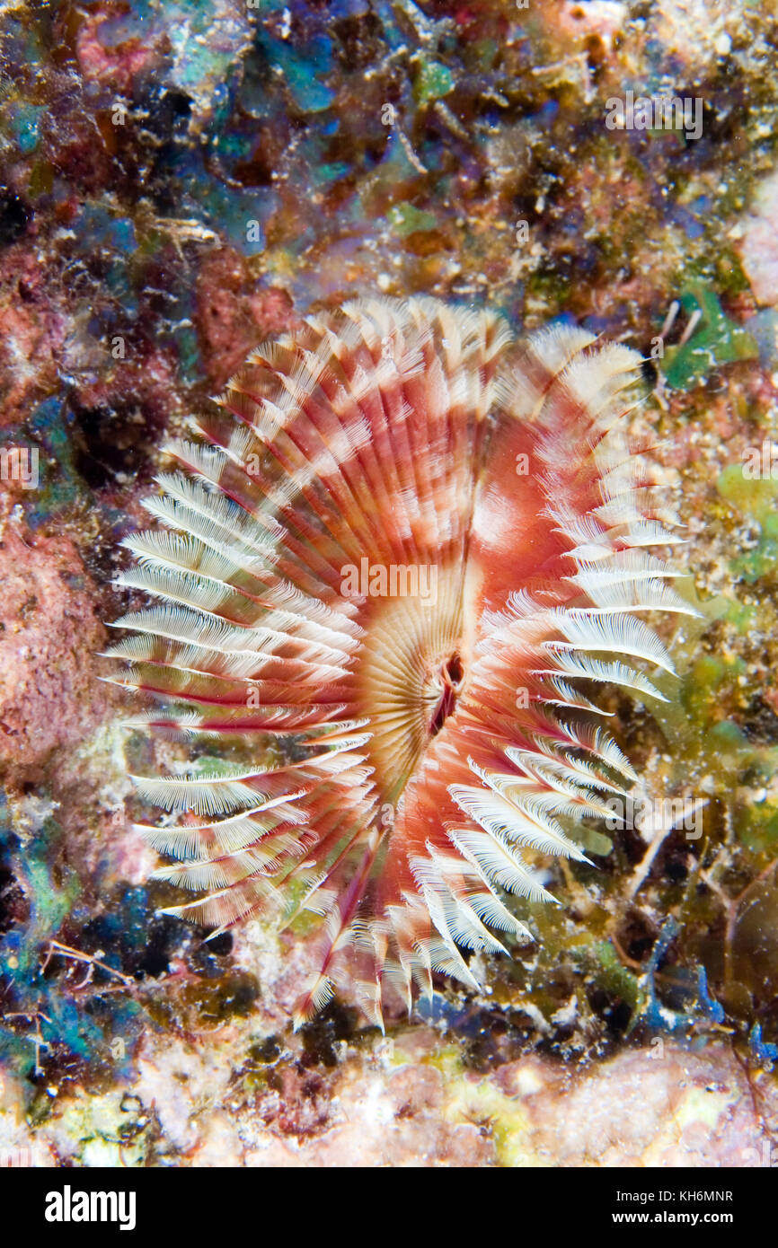 Split-Crown Feather Duster Worm, Anamobaea orstedii, Florida Keys ...