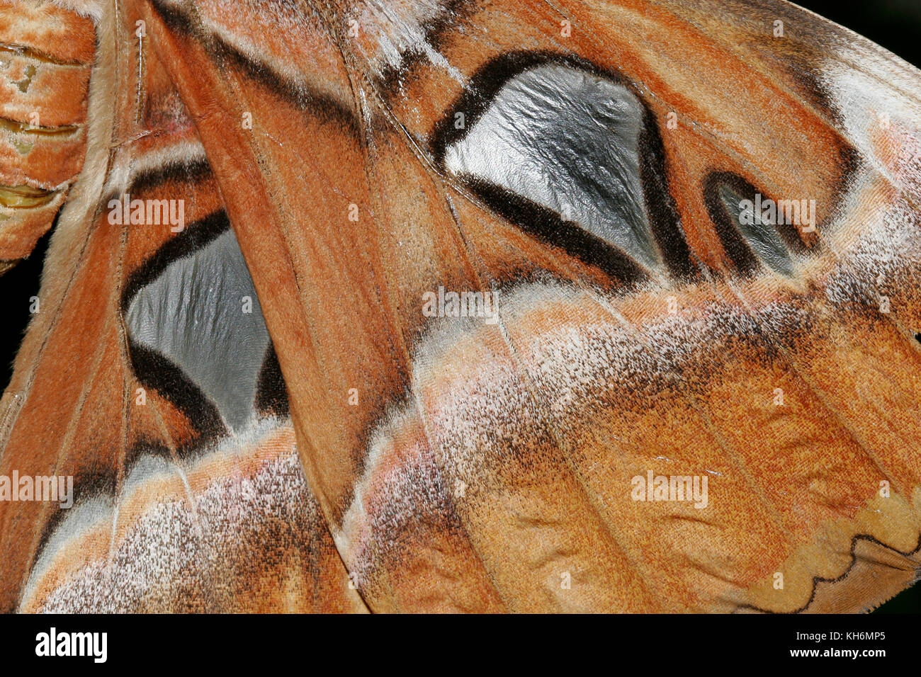 Atlas moth wing detail Stock Photo - Alamy