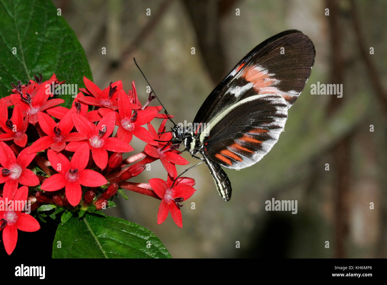 Piano Key Butterfly Stock Photo - Alamy