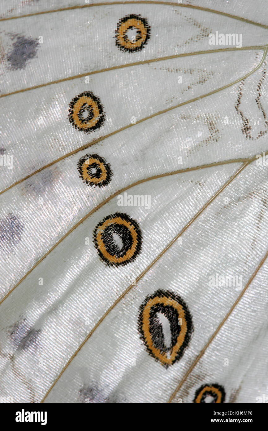 White Morpho Butterfly,Morpho Polyphemus, closeup of eyespots on wing ...