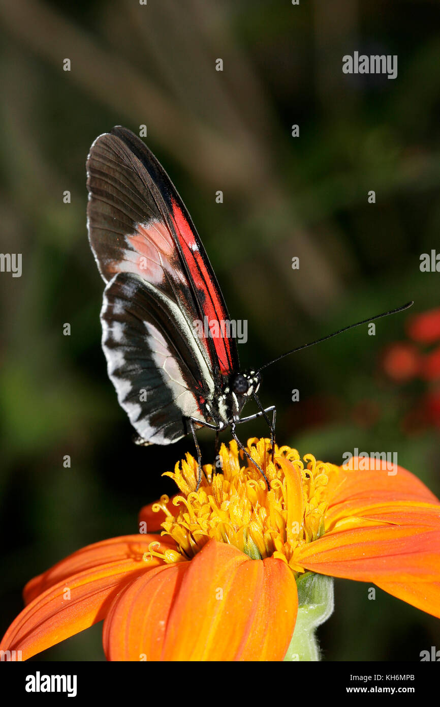 Piano Key Butterfly Stock Photo - Alamy