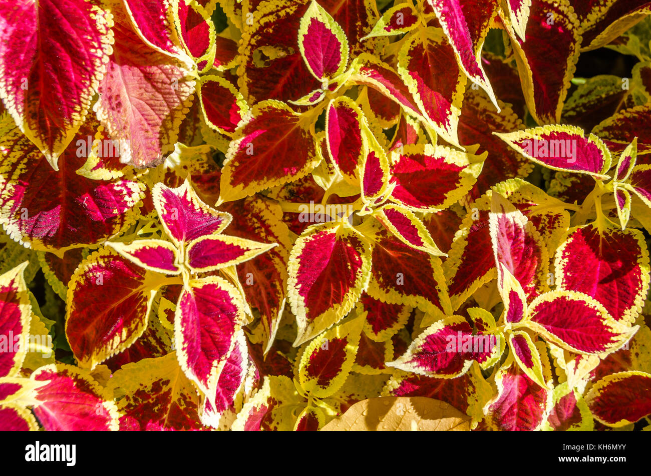 Coleus colorful leaves, autumn background Stock Photo - Alamy