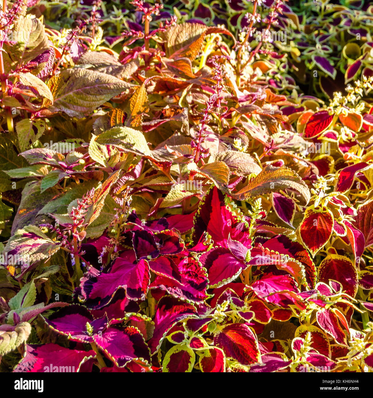 Coleus colorful leaves, autumn background Stock Photo - Alamy