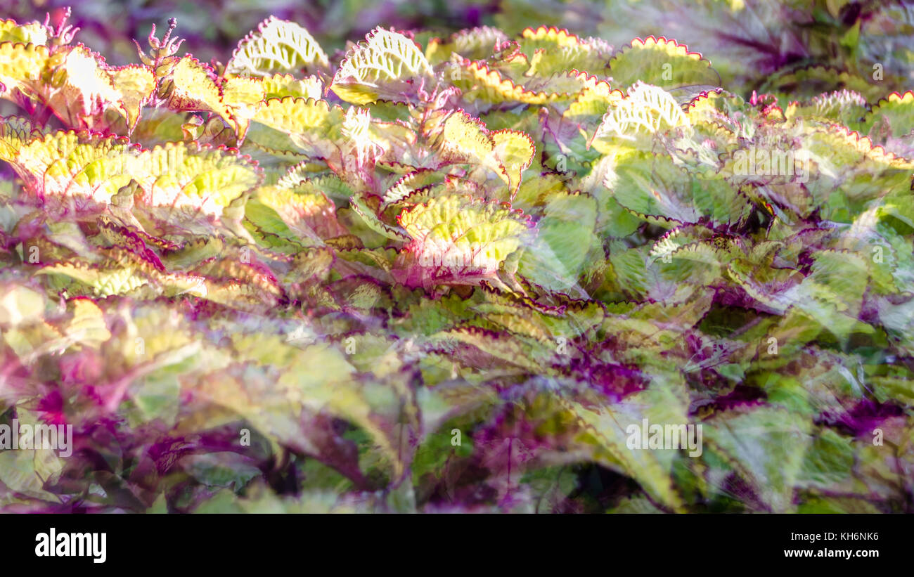 Coleus colorful leaves, autumn background Stock Photo - Alamy