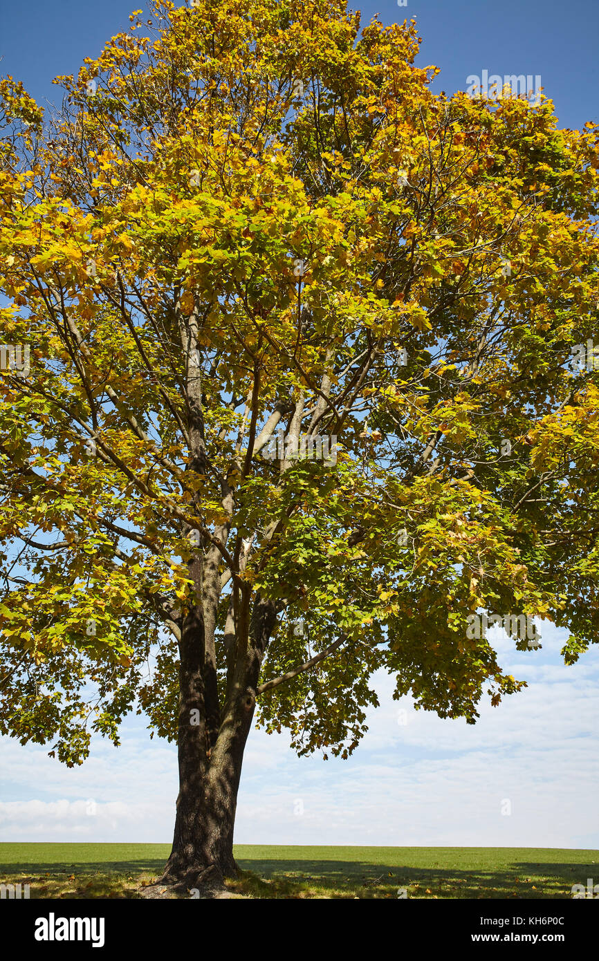 Maple tree in early fall, York, Pennsylvania, USA Stock Photo - Alamy