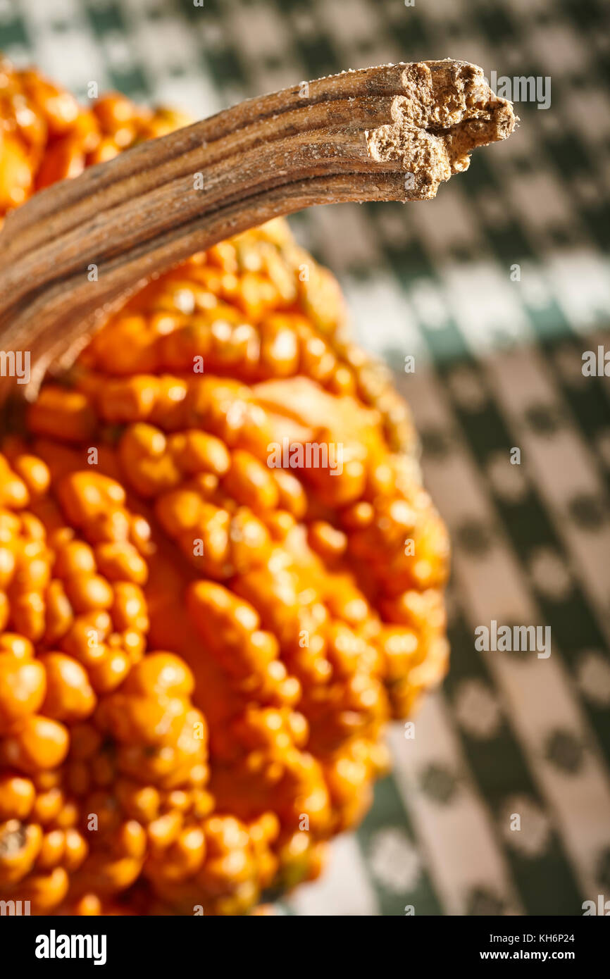 a red warty pumpkin Stock Photo - Alamy