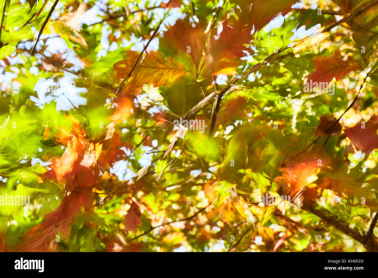 Oak tree in early fall Stock Photo - Alamy