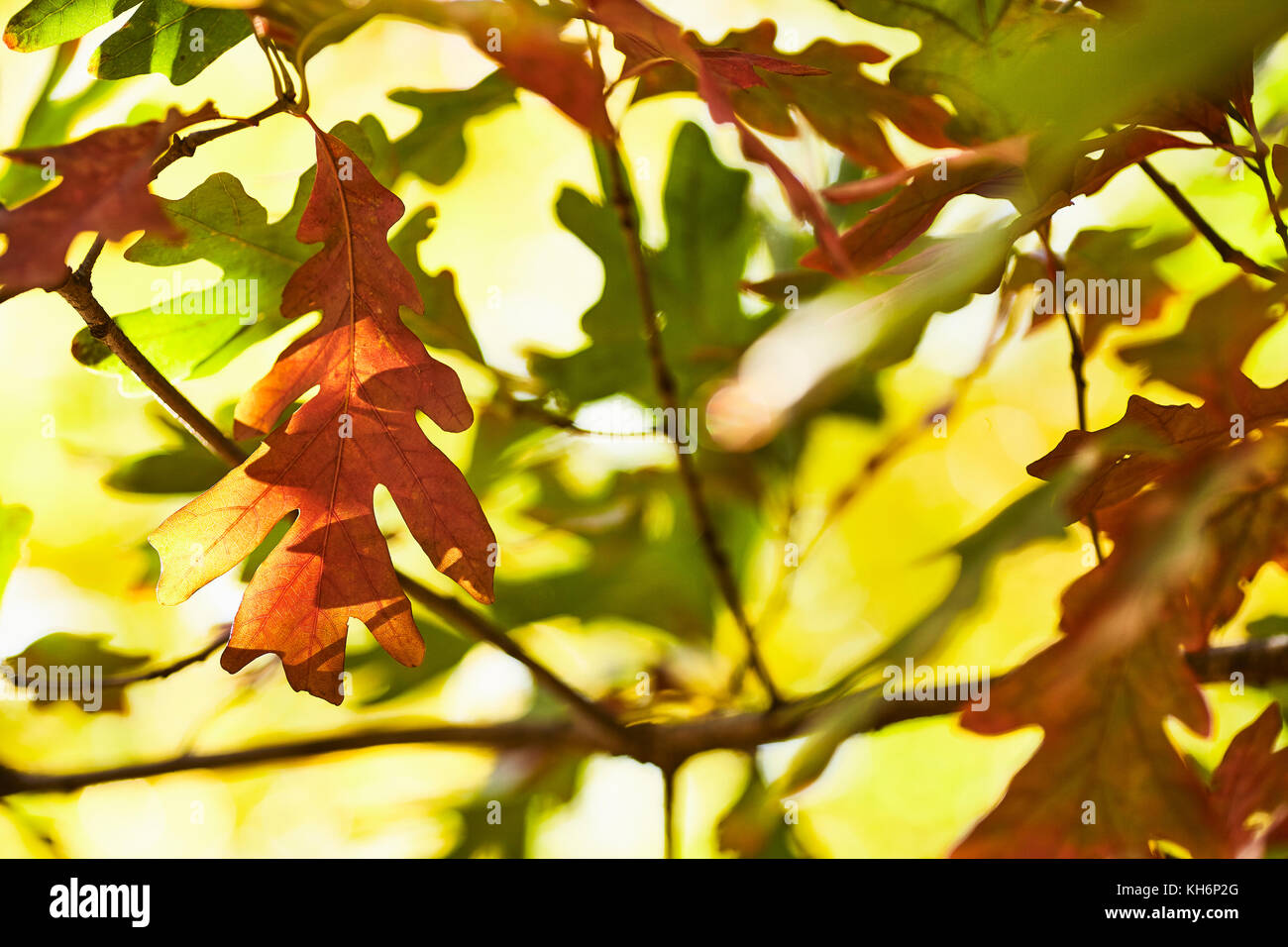 Oak tree in early fall Stock Photo - Alamy
