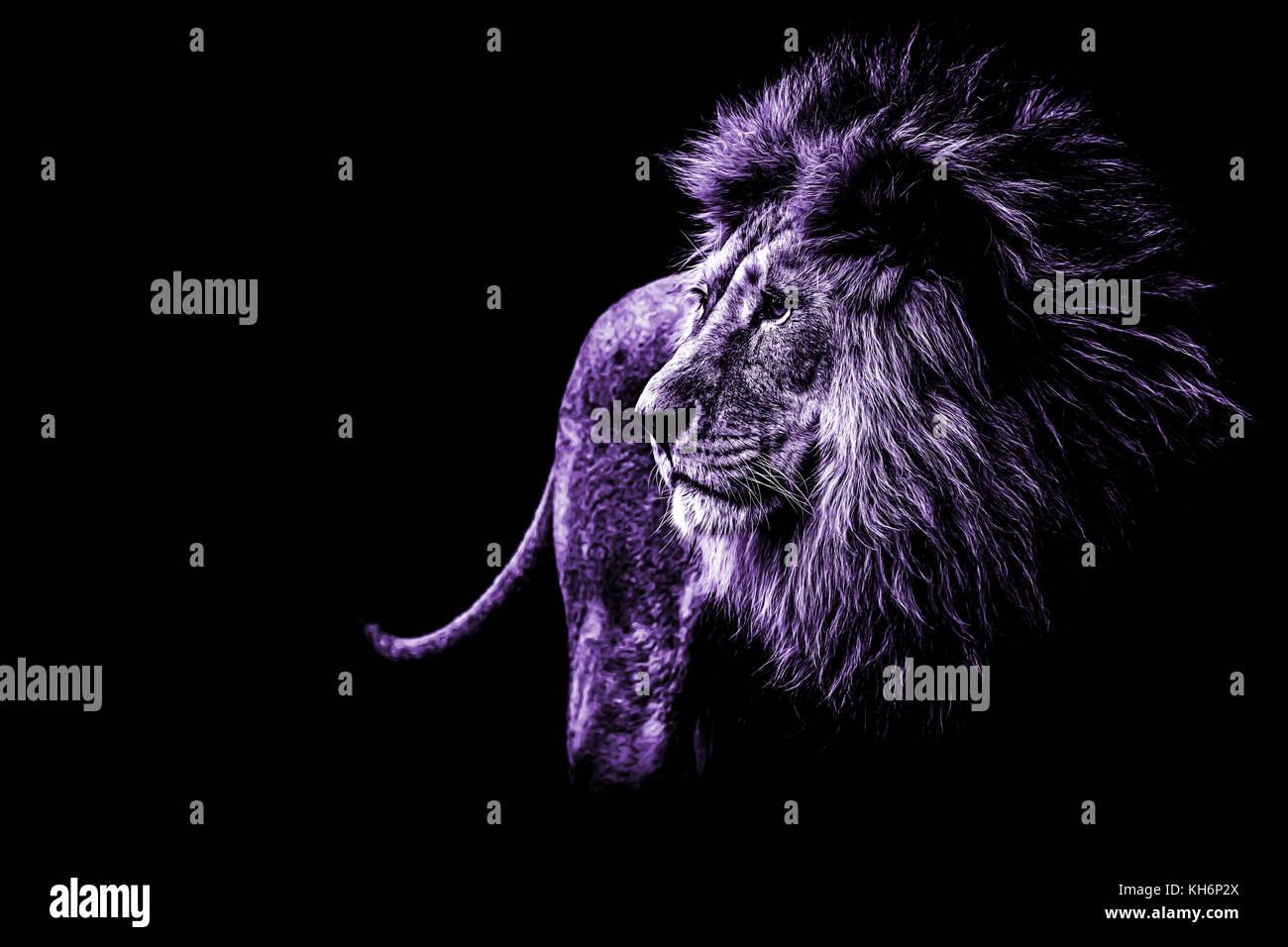 a lion portrait in dark purple colours Stock Photo - Alamy