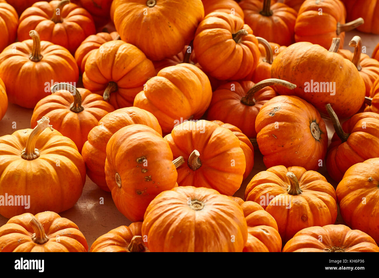 Mini pumpkins at a farm stand in Amish Country, Lancaster County ...