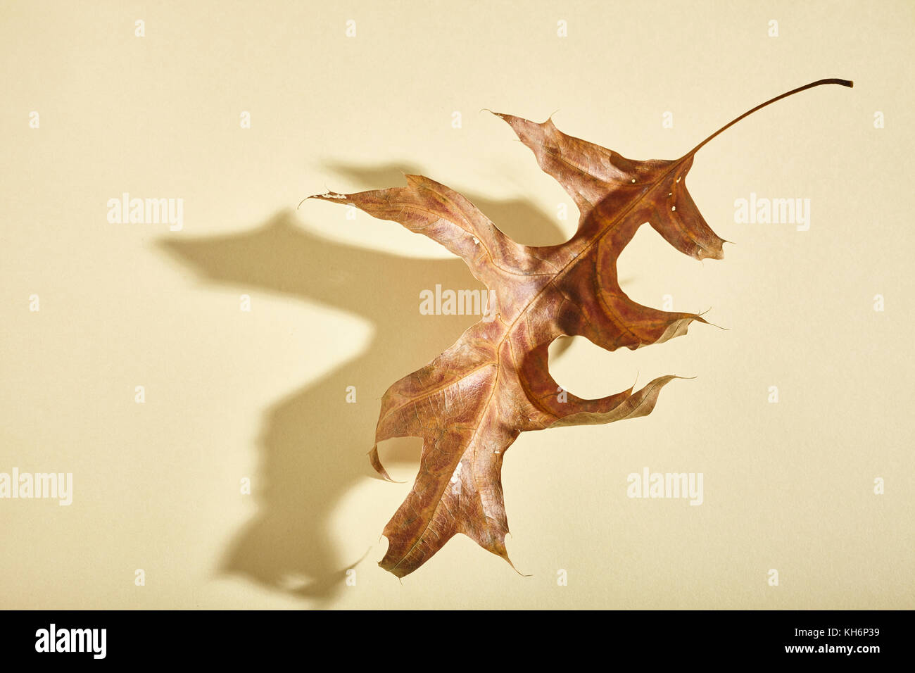 Oak leaf still life Stock Photo - Alamy