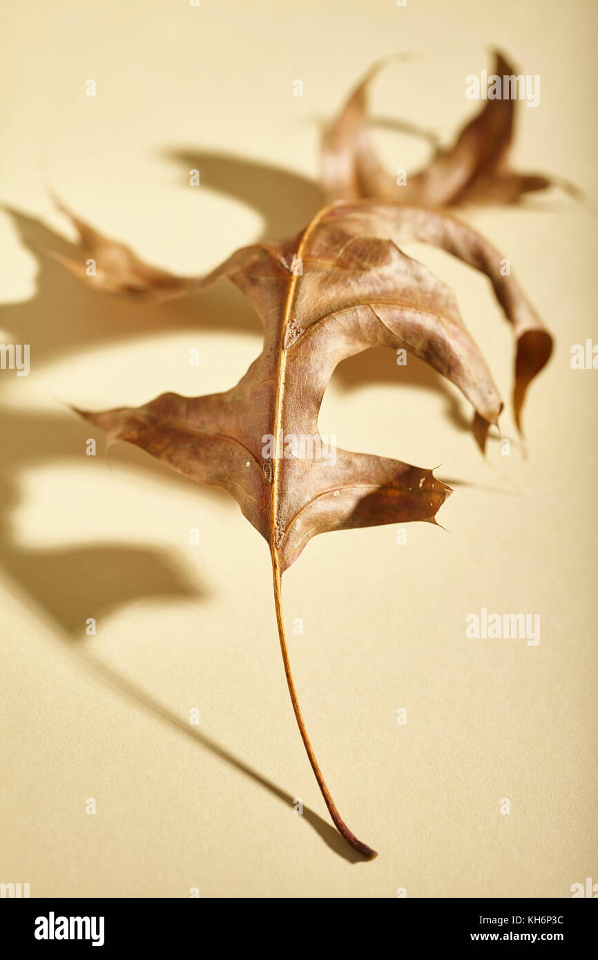 Oak leaf still life Stock Photo - Alamy