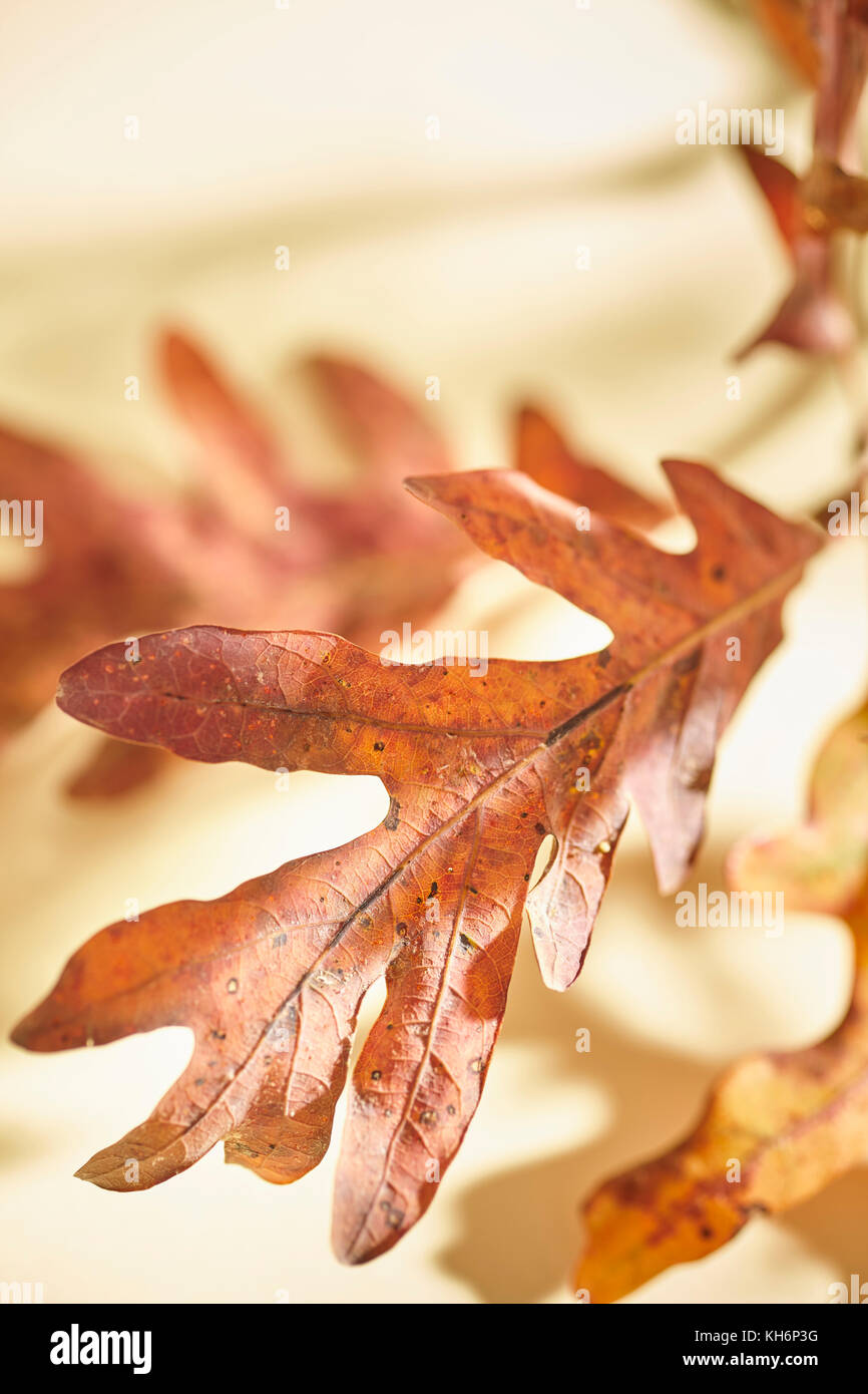 Oak Leaves in fall color Stock Photo - Alamy