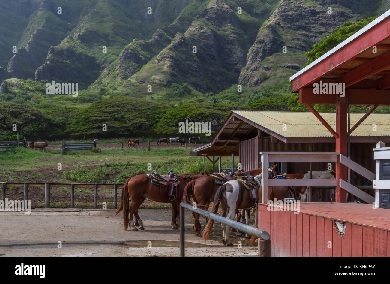 Kualoa Ranch and mountains on the Island of Oahu Stock Photo - Alamy