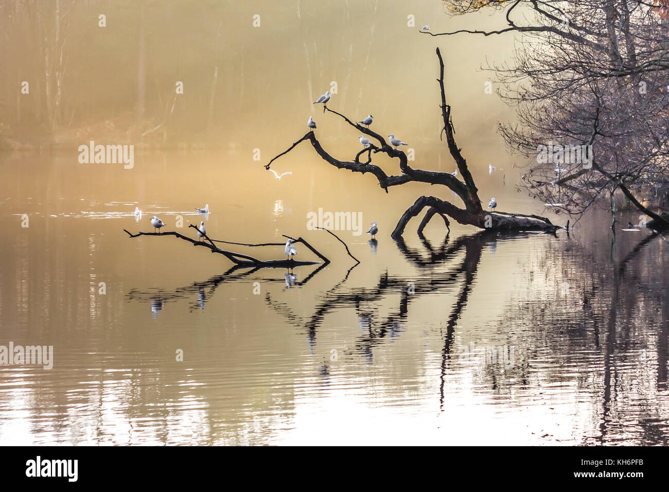 Birds in the mist Stock Photo - Alamy