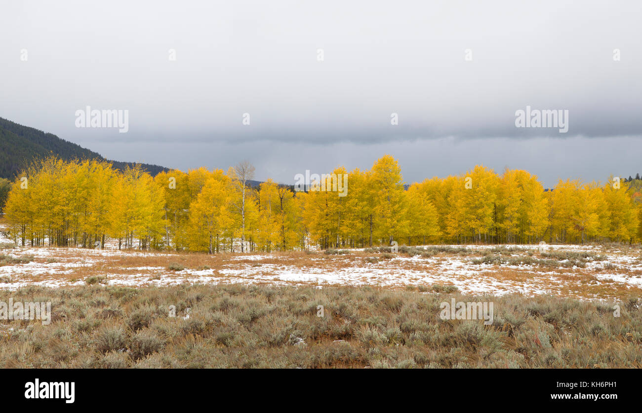 Fall Aspen Color Panorama Stock Photo - Alamy