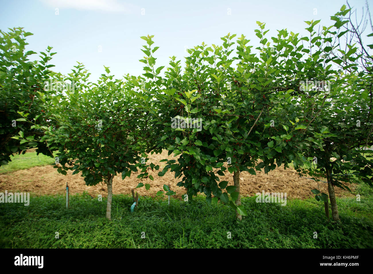 photo of mulberry tree in organic farm Stock Photo - Alamy