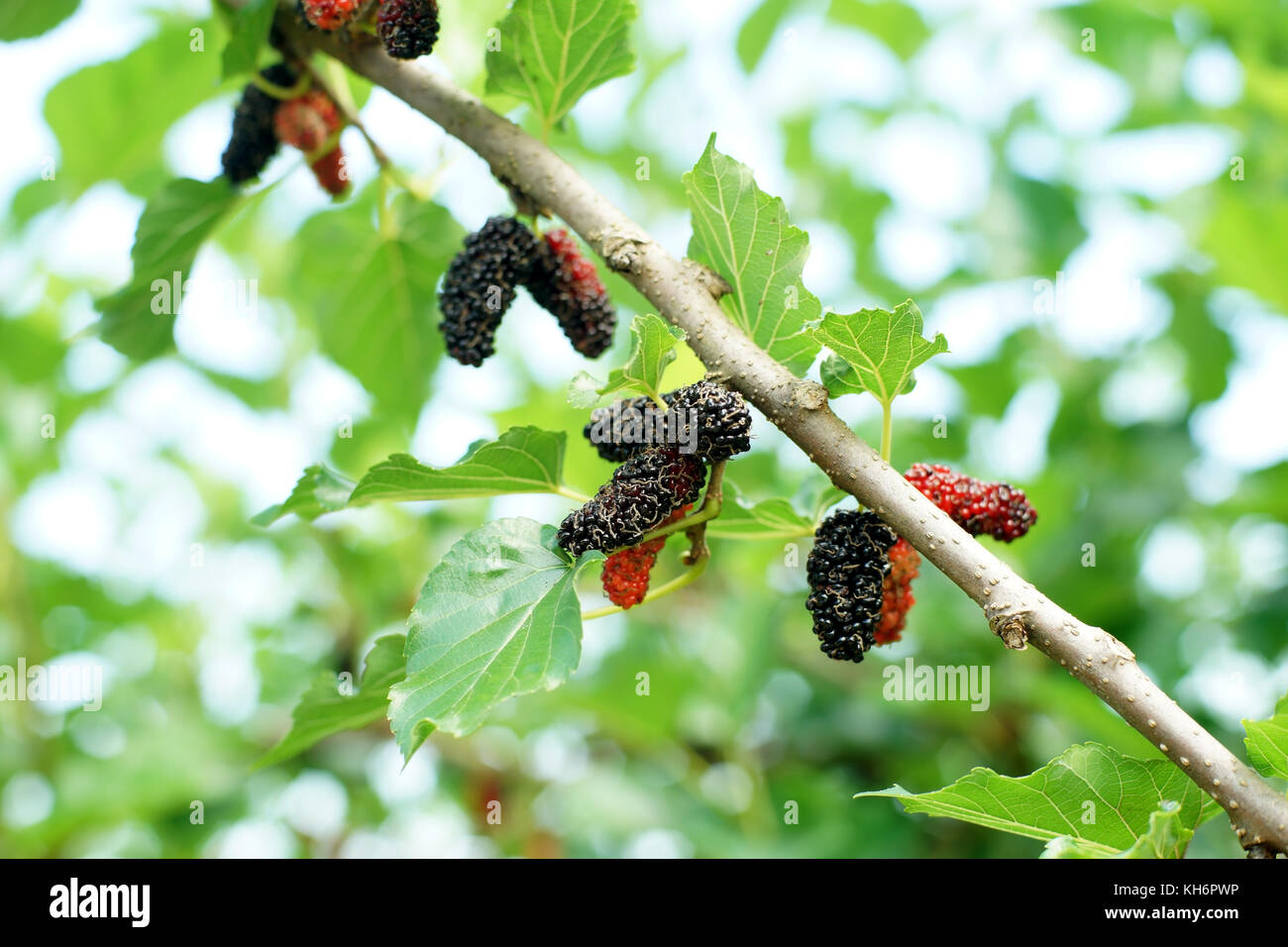 mulberry fruit on tree in organic farm Stock Photo - Alamy