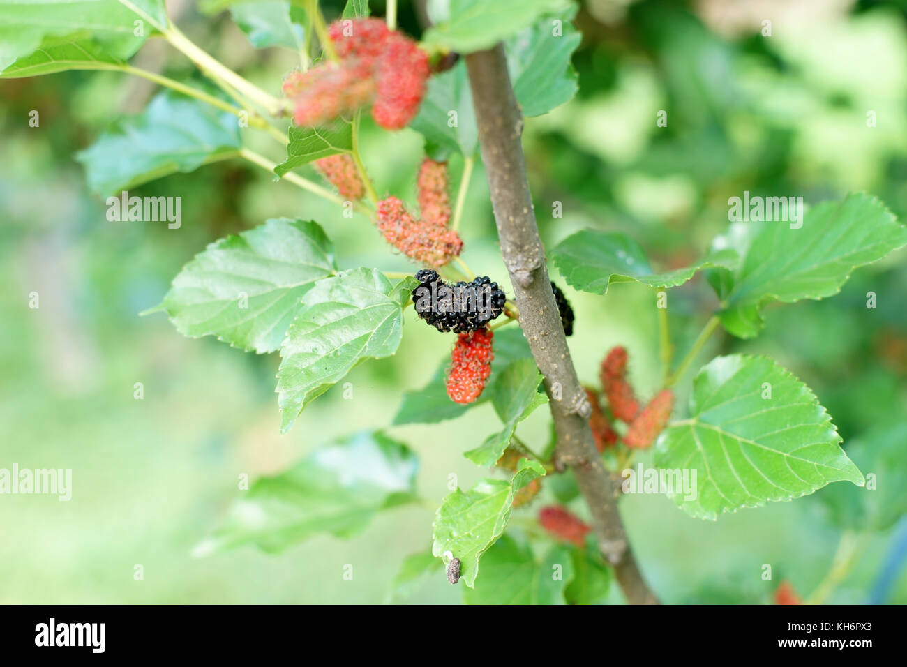 mulberry fruit on tree in organic farm Stock Photo - Alamy