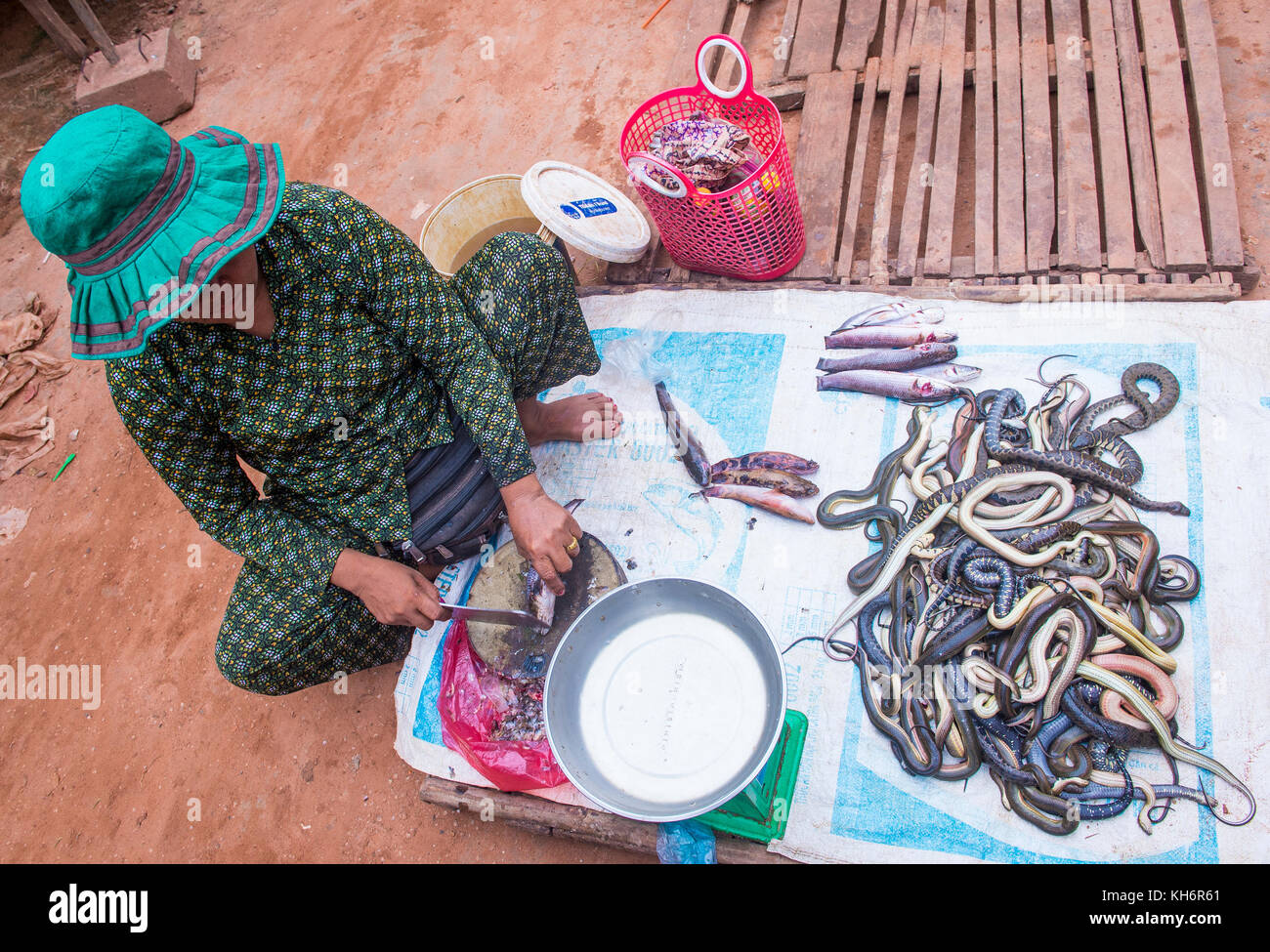 Cambodian woman selling snakes in a market in Siem Reap Cambodia Stock ...