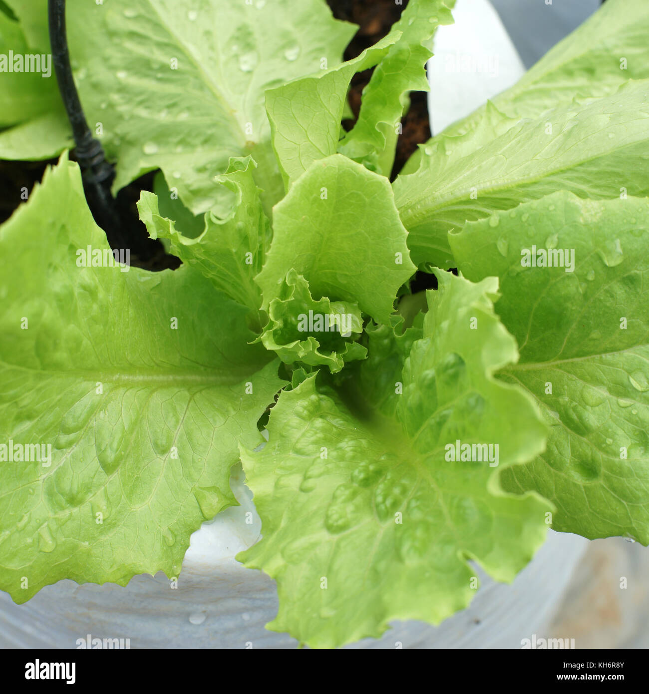 clean food, green lettuce vegetable in organic farm Stock Photo - Alamy
