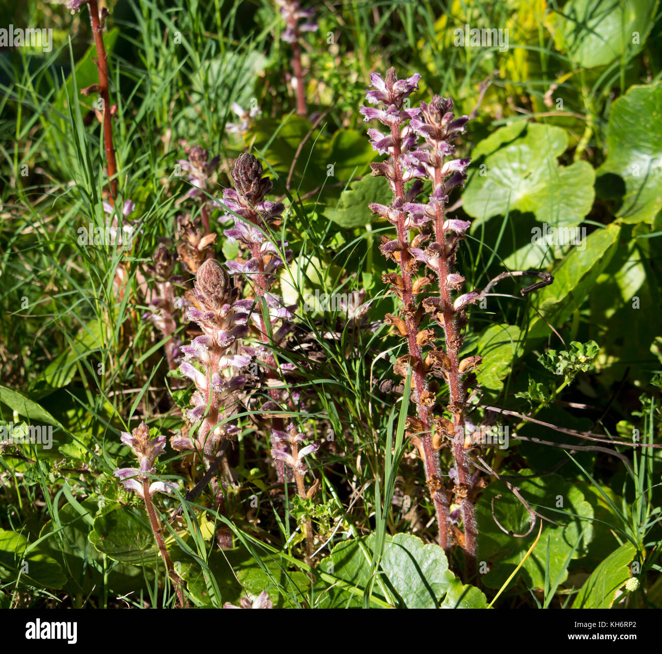 Broomrape, branched broomrape (Orobanche species ) a declared pest in ...