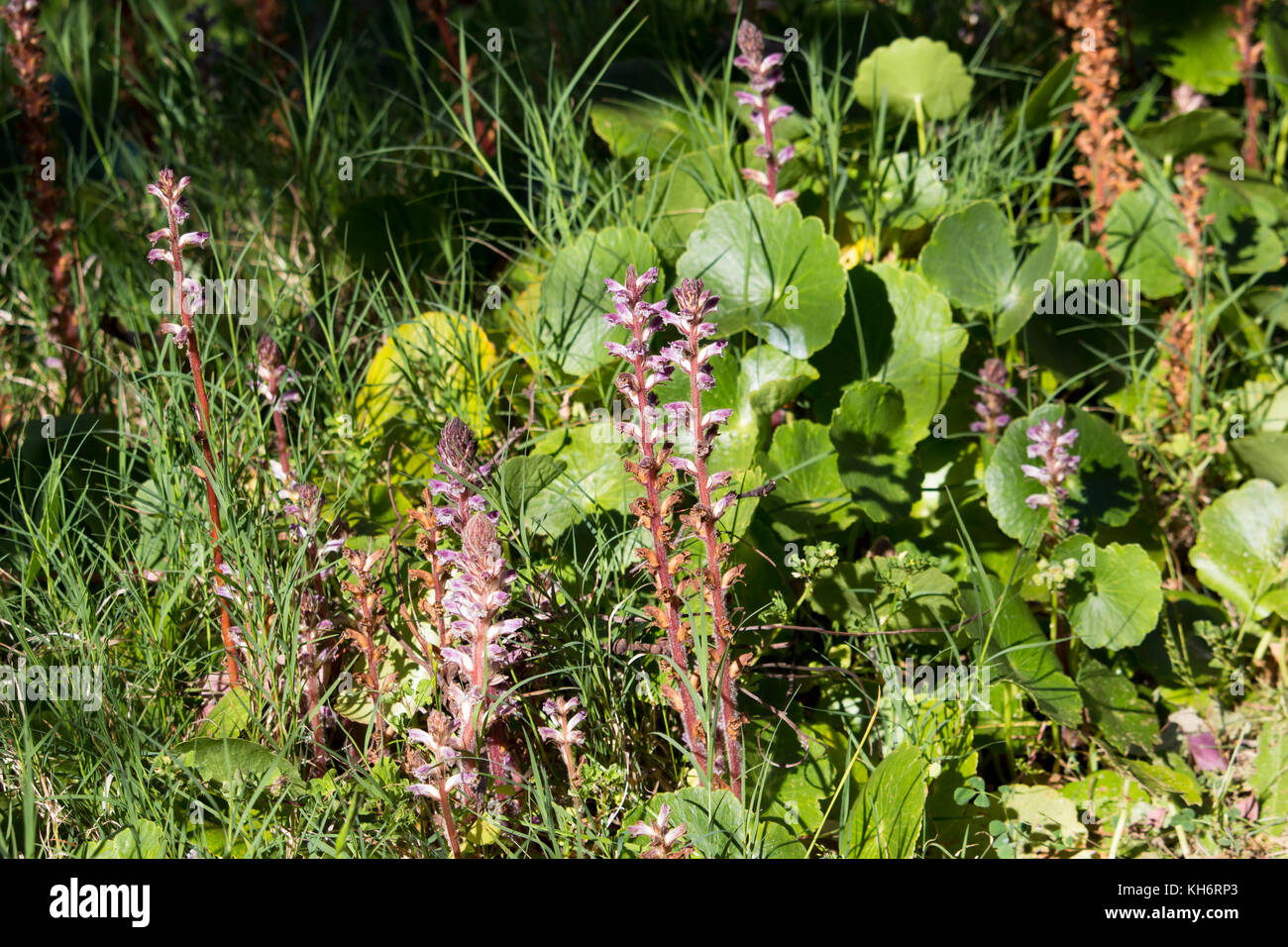 Broomrape, branched broomrape (Orobanche species ) a declared pest in ...