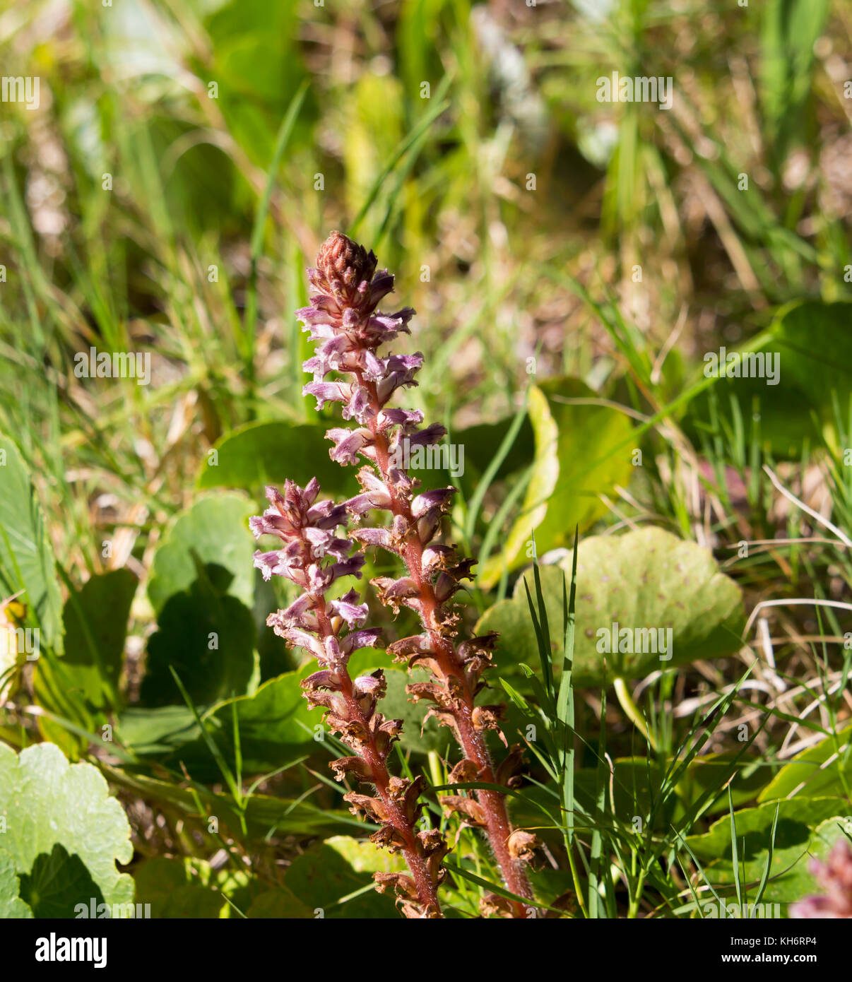 Broomrape, branched broomrape (Orobanche species ) a declared pest in ...