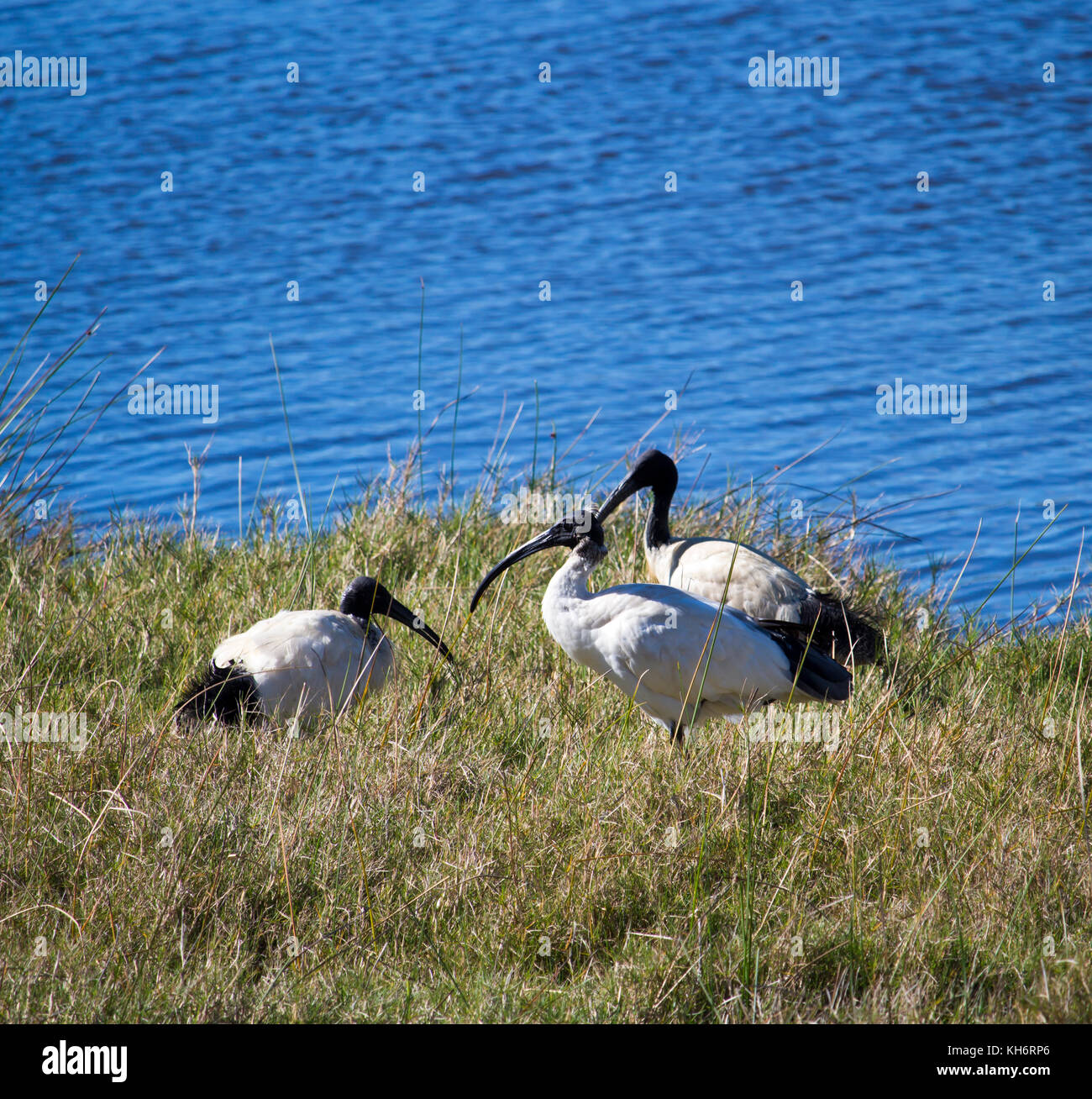 Three majestic sacred ibis are feeding on the green grass in Big Swamp ...
