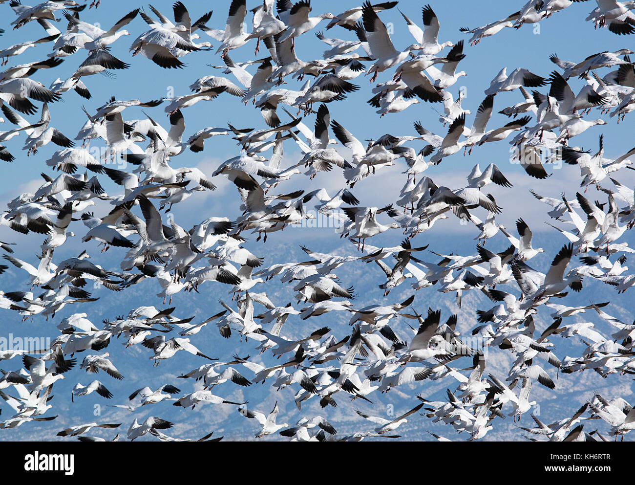 Large flock of snow geese in flight during the winter migration ...
