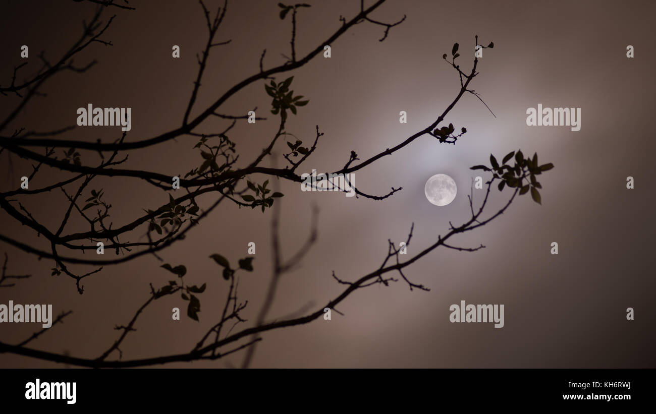 Full moon silhouette Stock Photo - Alamy